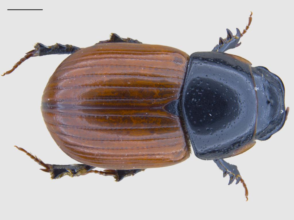 Aphodius pedellus | UK Beetle Recording